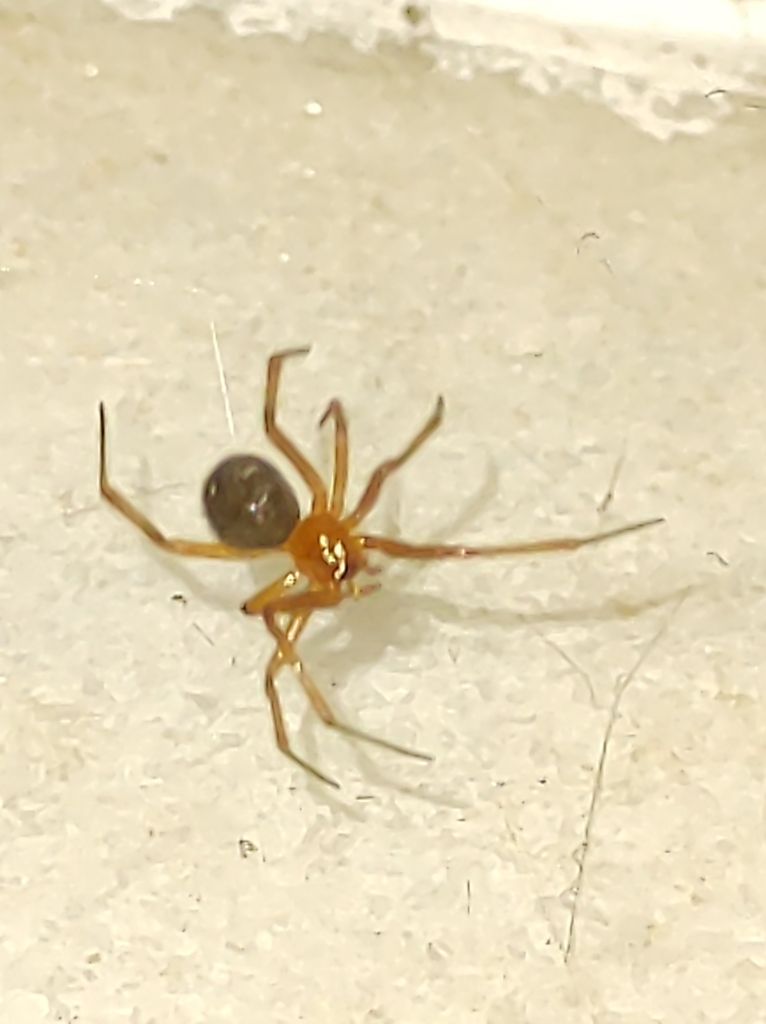 Red House Spider from 0 - Asa Norte Superquadra Norte 202 - Asa Norte ...