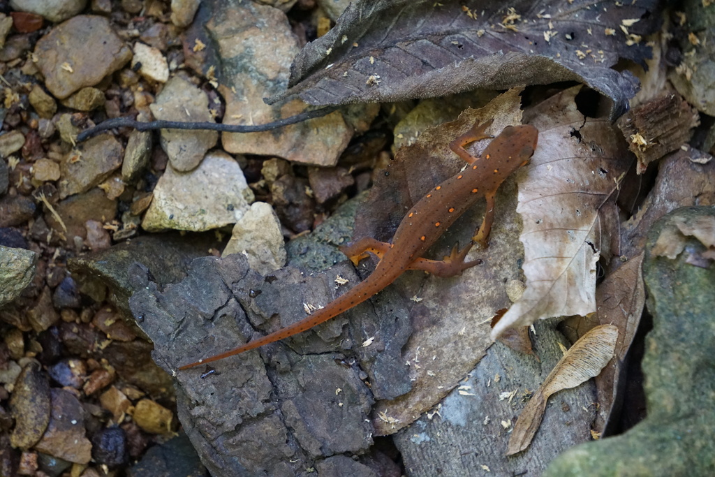 Eastern Newt from Cheatham County, TN, USA on September 17, 2022 at 09: ...