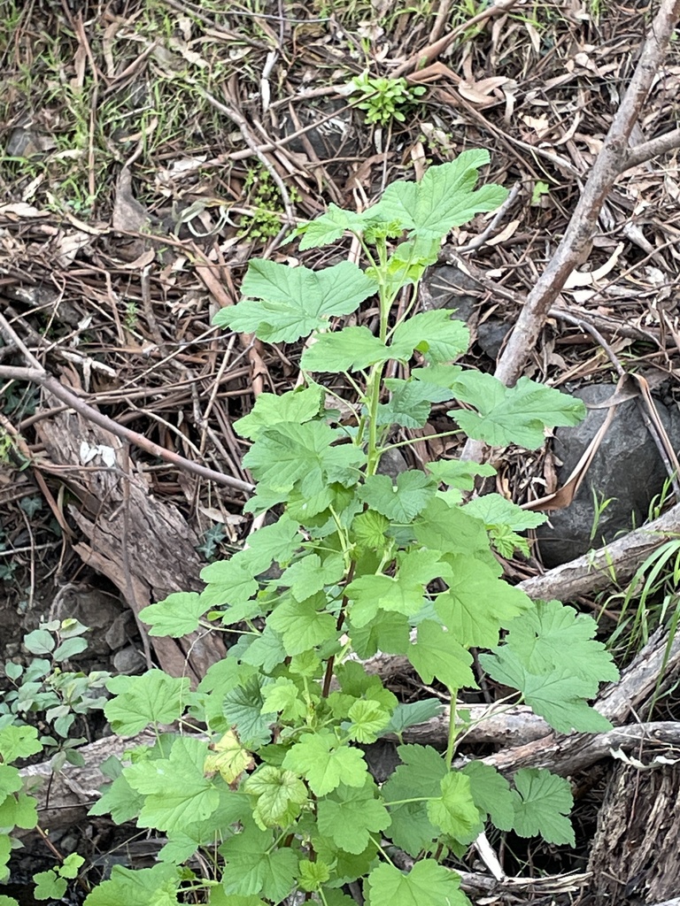 Red-flowering Currant from Tasmania, Sandy Bay, TAS, AU on September 18 ...