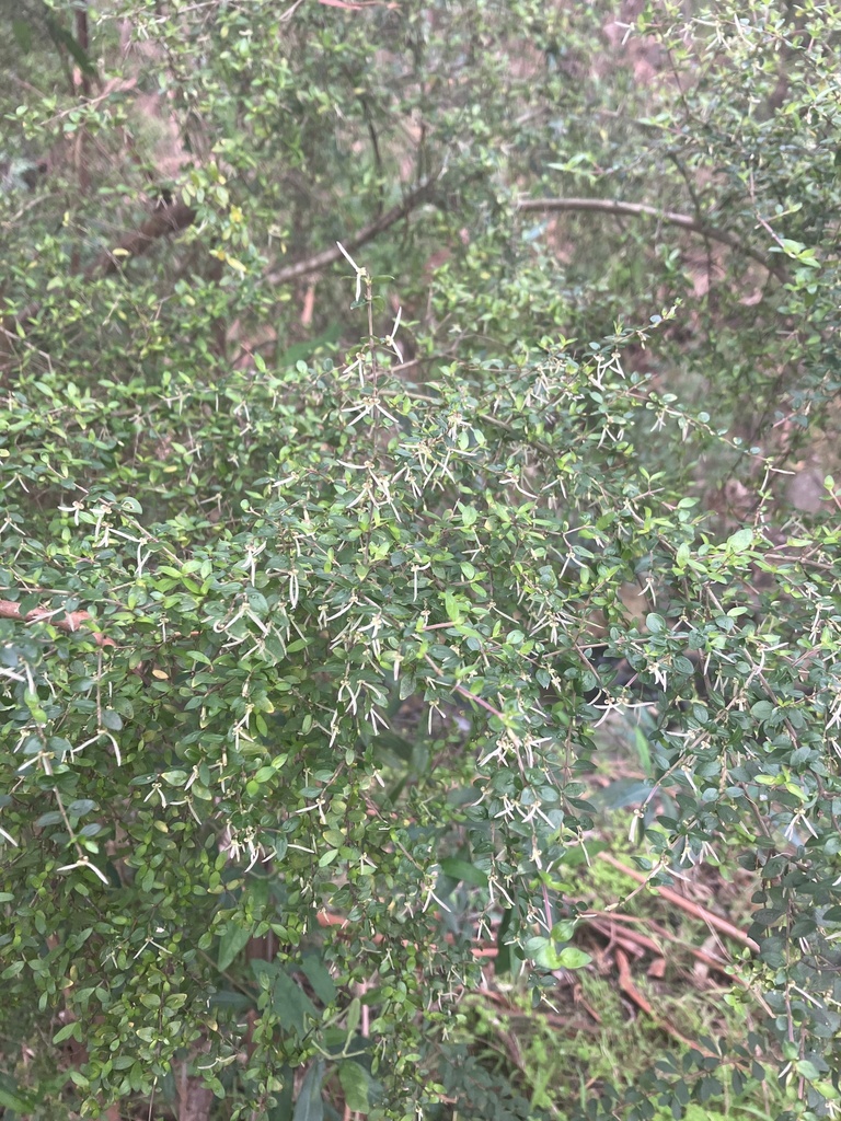 Prickly Currant-Bush from Tasmania, Sandy Bay, TAS, AU on September 18 ...