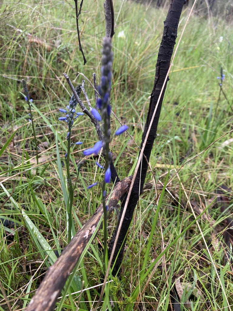 blue grass lily from Barossa - Barossa, AU-SA, AU on September 18, 2022 ...