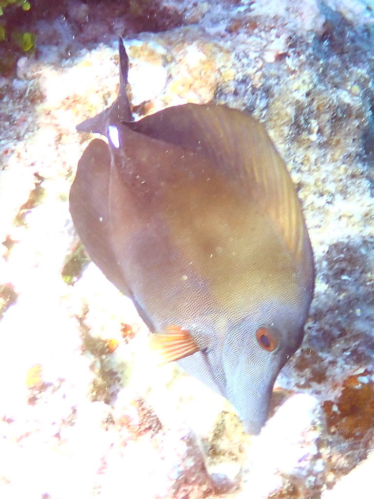 Brown Tang from Gordons, Flynn Reef, Cairns, QLD, Australia on ...