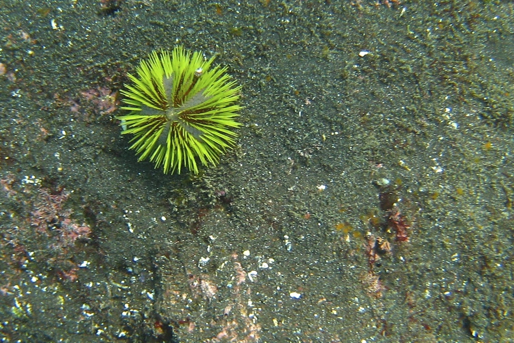 Lytechinus (California Academy of Sciences, Water Planet Gallery ...
