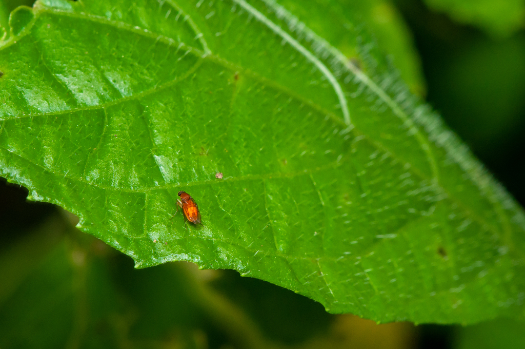 Humpbacked Flies in September 2022 by Federico Figueroa Cabezas ...