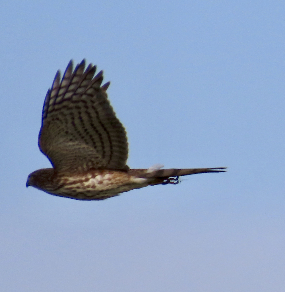 Sharp-shinned Hawk from Delta, BC, Canada on September 17, 2022 at 10: ...