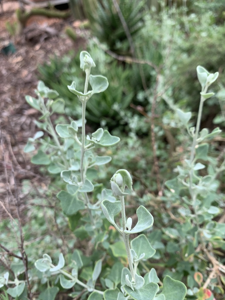 Hedge Salt-bush from Morpung Ave, Nichols Point, VIC, AU on September ...