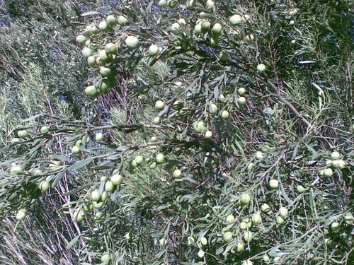 Australian desert lime (Plants of Central Queensland) · iNaturalist