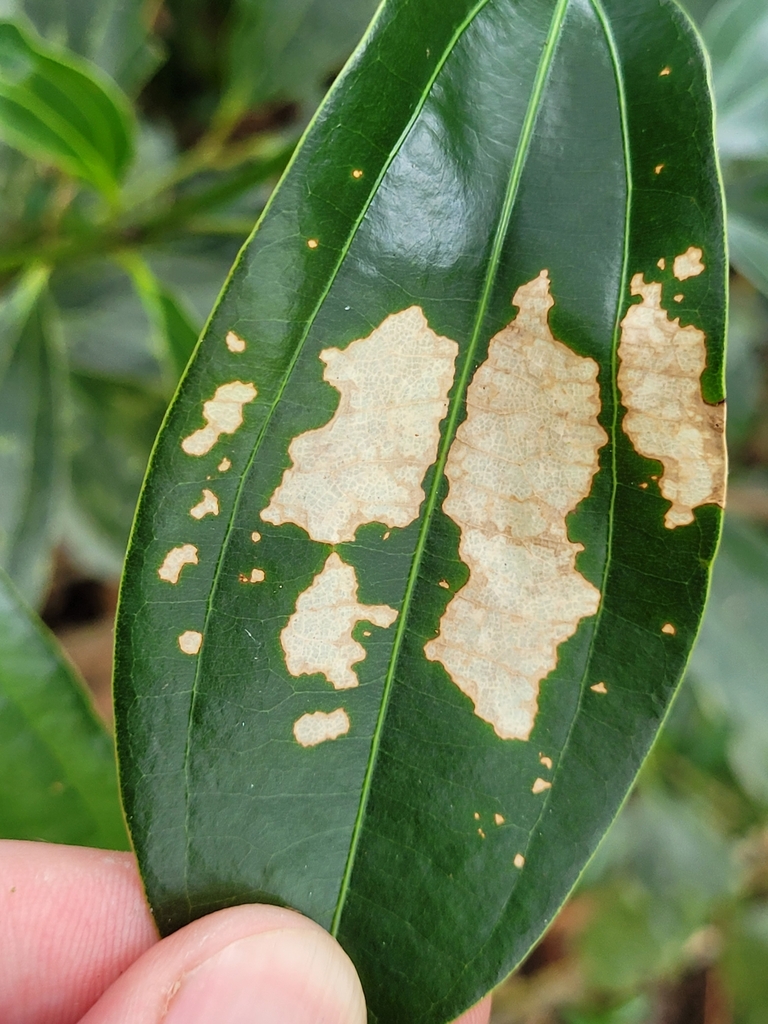 Life from Faleata East, WS-TU, WS on September 18, 2022 at 11:25 AM by ...