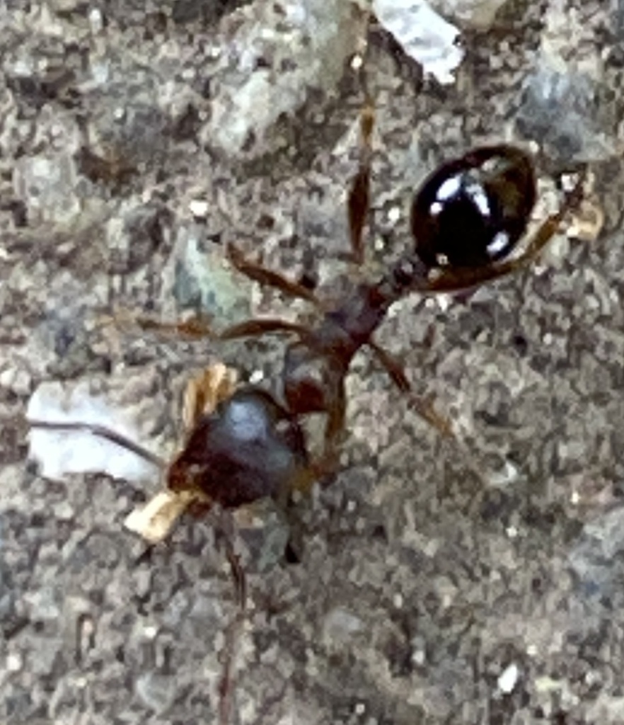 Western Collared Ant from Siesta Ln, Santa Rosa, CA, US on September 17 ...