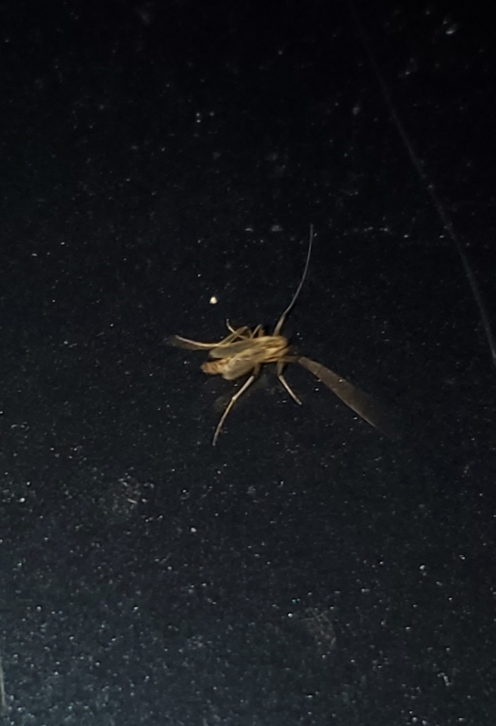 Non-biting Midges in September 2022 by epic2112 · iNaturalist