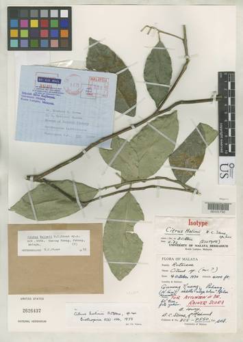 Mountain Citron (Citrus halimii) · iNaturalist