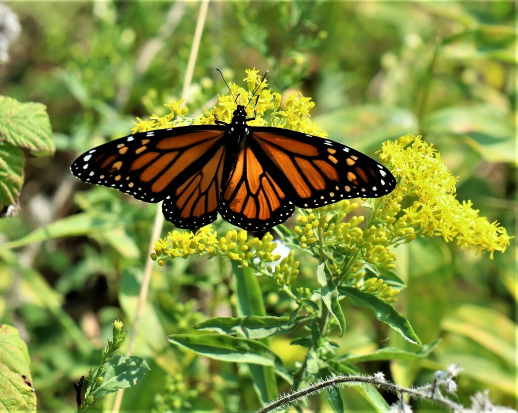 Monarch from Prince Edward, ON, Canada on September 17, 2022 at 01:43 ...