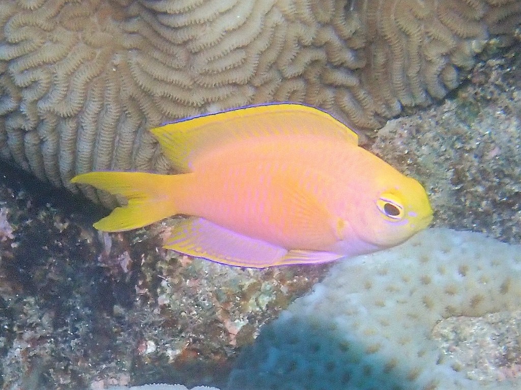 Canary demoiselle (Chrysiptera galba) - Marine Life Identification