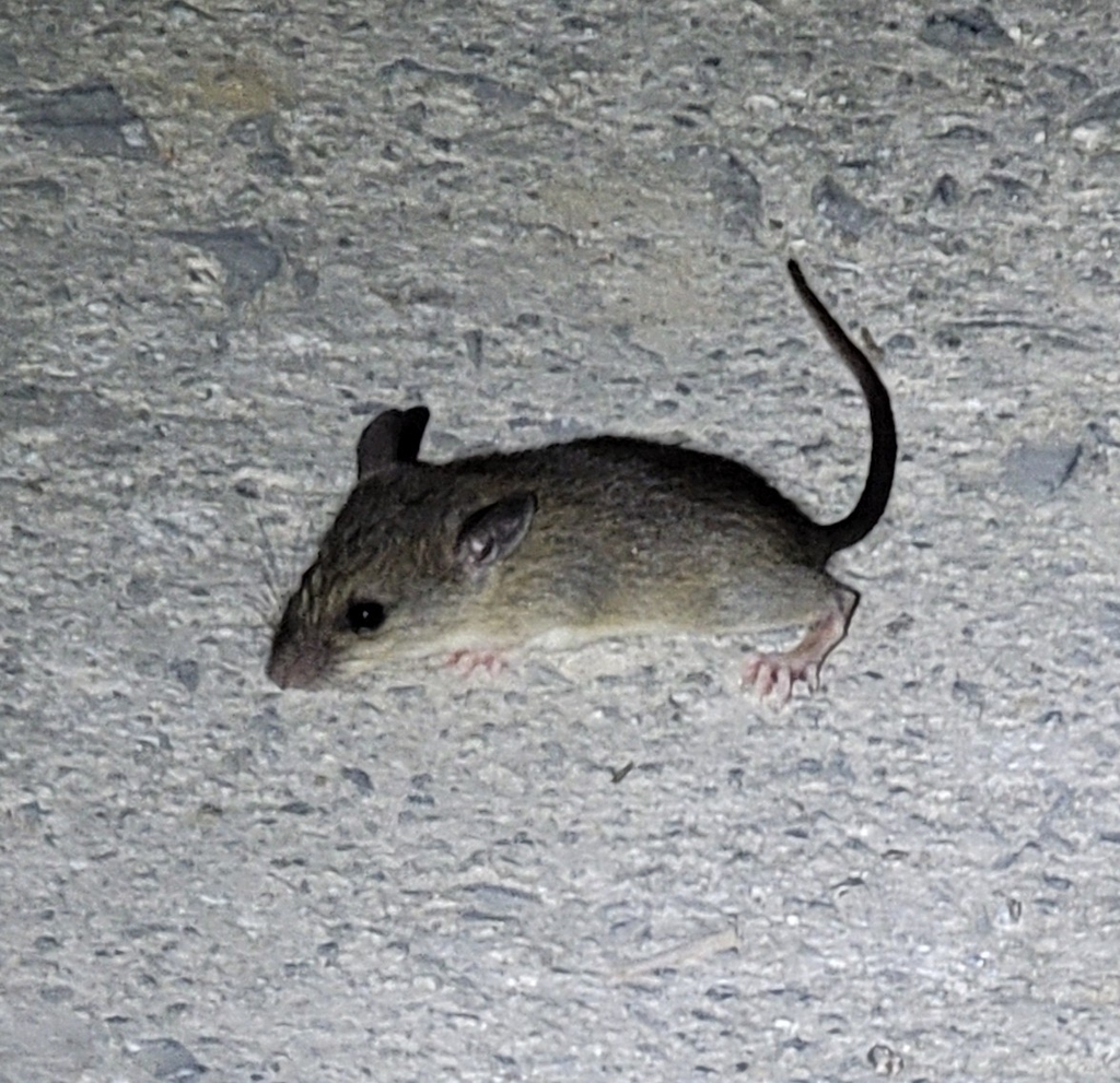 Chinese White-bellied Rat from Suzhou, CN-JS, CN on September 17, 2022 ...