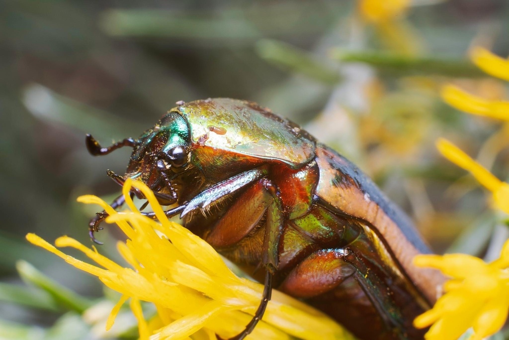Figeater Beetle from Klondike St NE, Albuquerque, NM, US on September ...
