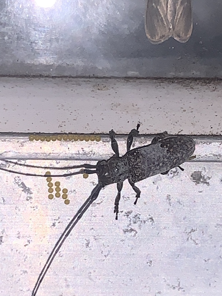 Mesquite Girdler Beetle from San Diego, TX, US on September 16, 2022 at ...