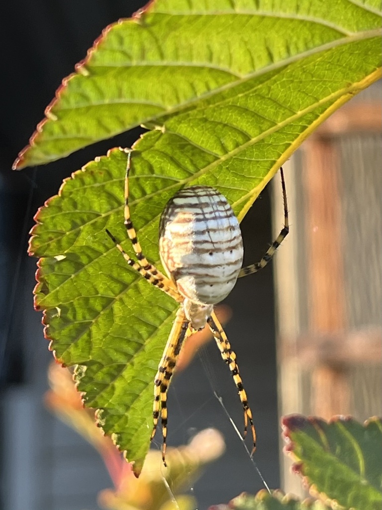 Banded Garden Spider in September 2022 by weatherman711 · iNaturalist