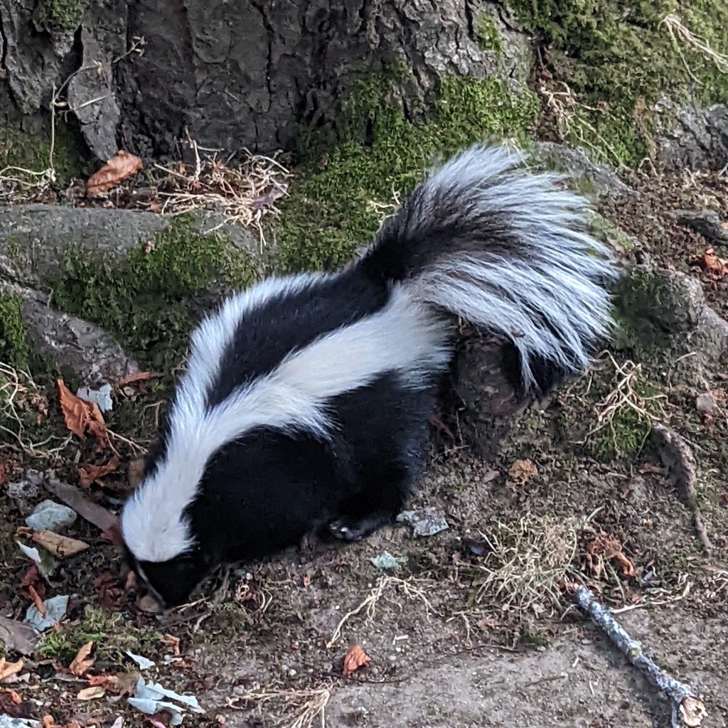 Striped Skunk from Vancouver, BC V6E 2C2, Canada on September 17, 2022 ...