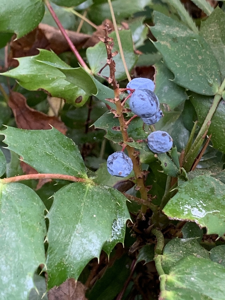 Cascade Oregon-grape from Cougar Mountain Regional Wildland Park ...