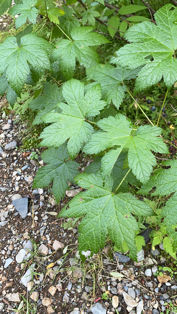 Stink Currant from King County, US-WA, US on September 17, 2022 at 02: ...
