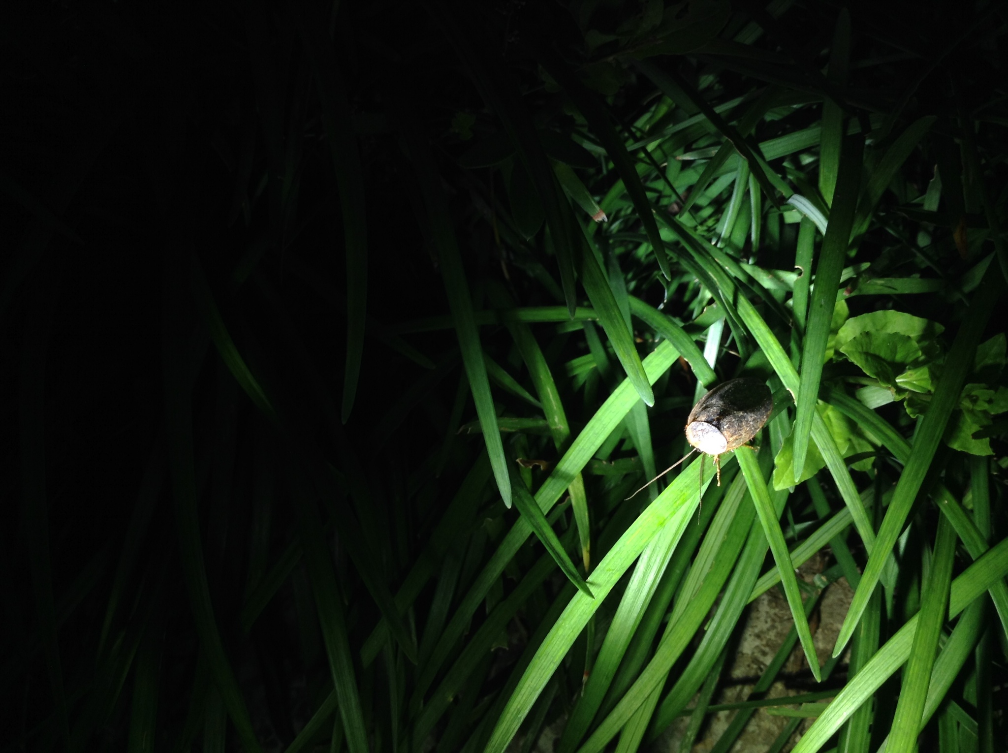 Eupolyphaga sinensis (Walker, 1868)