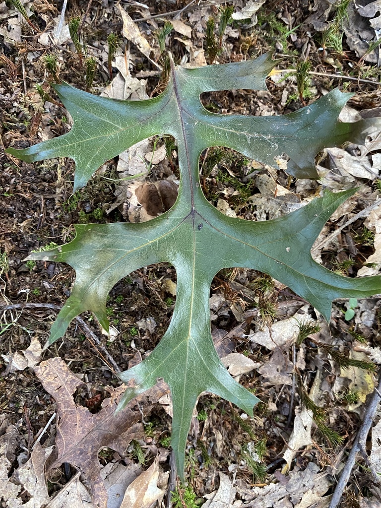 pin oak from Beaver Lake Nature Center, Baldwinsville, NY, US on ...