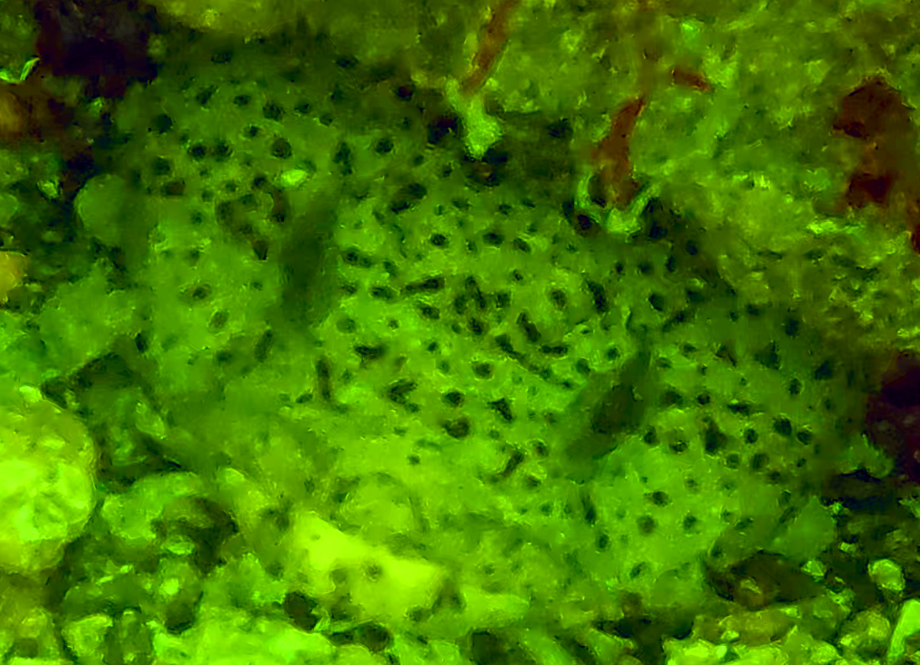 Leopard Toadfish on September 17, 2022 at 11:00 PM by Jamie Holloway ...