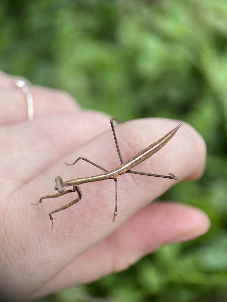 Mallee Grass Mantis from Springbank Rd, Clapham, SA, AU on September 18 ...