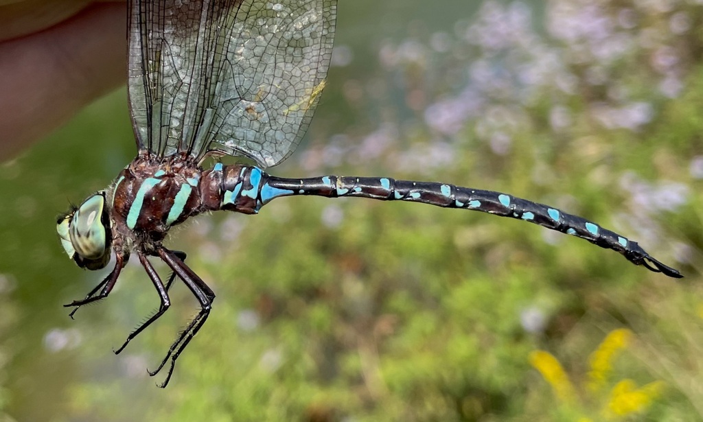 Black-tipped Darner in September 2022 by Kevin Metcalf. Male, Pond ...