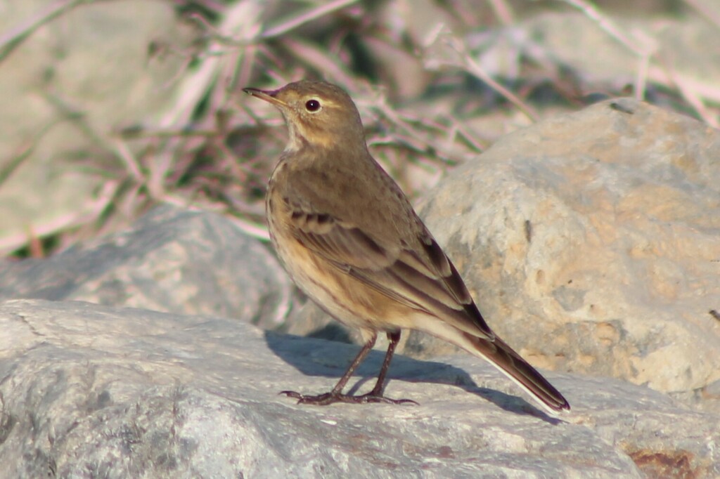 American Pipit from Baker County, OR, USA on September 17, 2022 at 08: ...