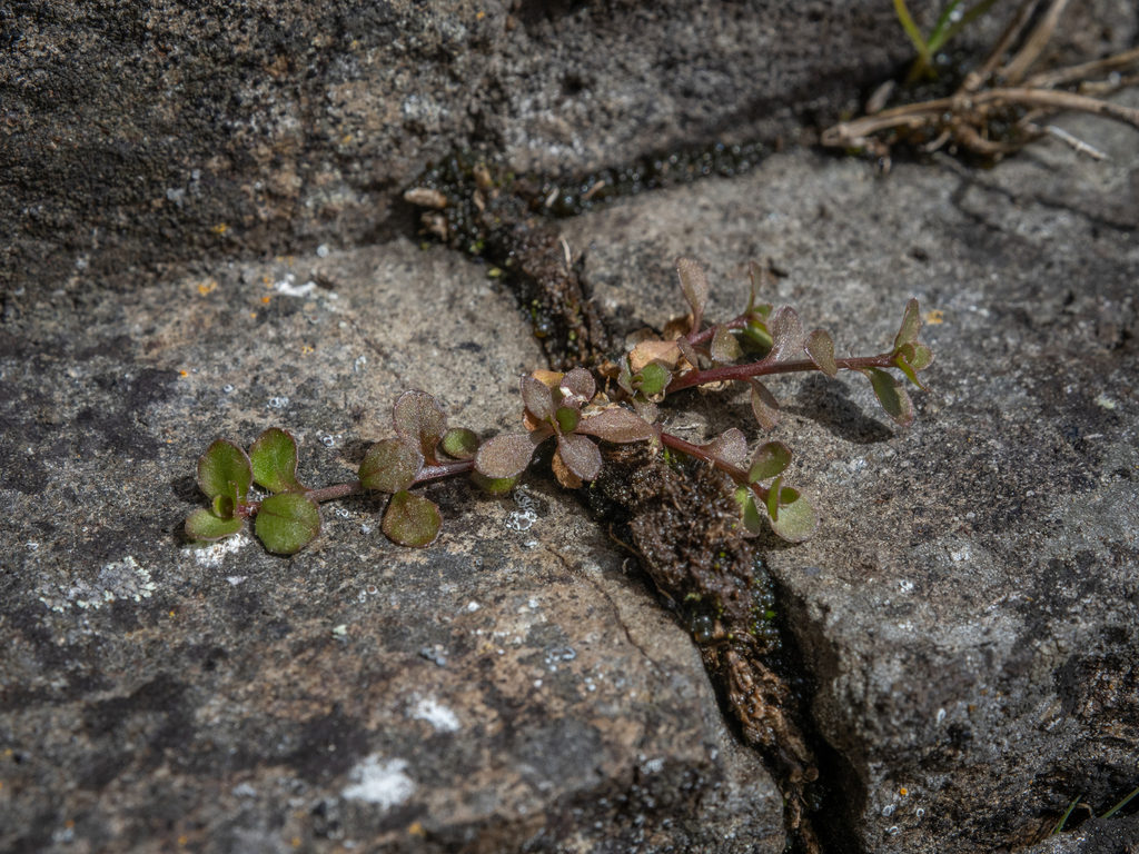 flowering plants from Peraki, New Zealand on September 17, 2022 at 01: ...