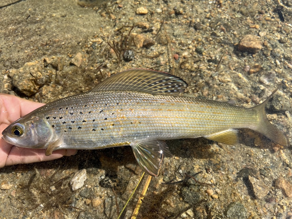 Arctic Grayling (Thymallus arcticus) - Marine Life Identification
