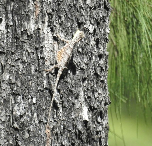 Timor Flying Dragon (Draco timoriensis) - Snakes and Lizards