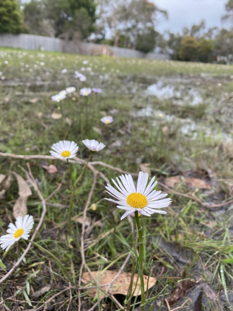 swamp daisy from Lorimer St, Crib Point, VIC, AU on September 18, 2022 ...
