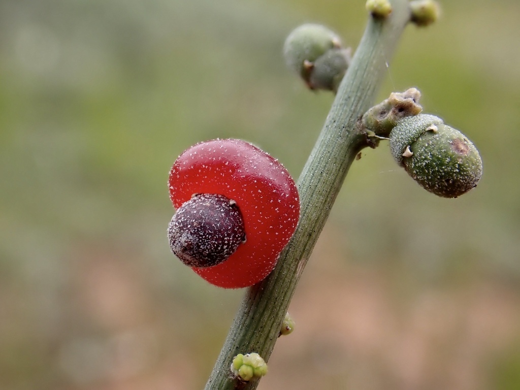 (Exocarpos) - Botanical Realm