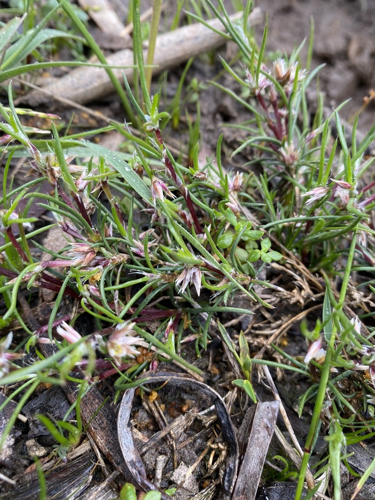 dwarf wire-lily from Lorimer St, Crib Point, VIC, AU on September 18 ...