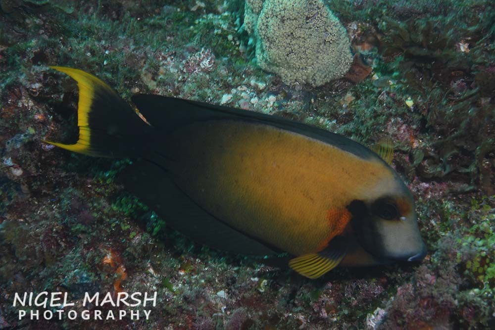 Mimic Surgeonfish from Redland Bal, AU-QL, AU on September 18, 2022 at ...