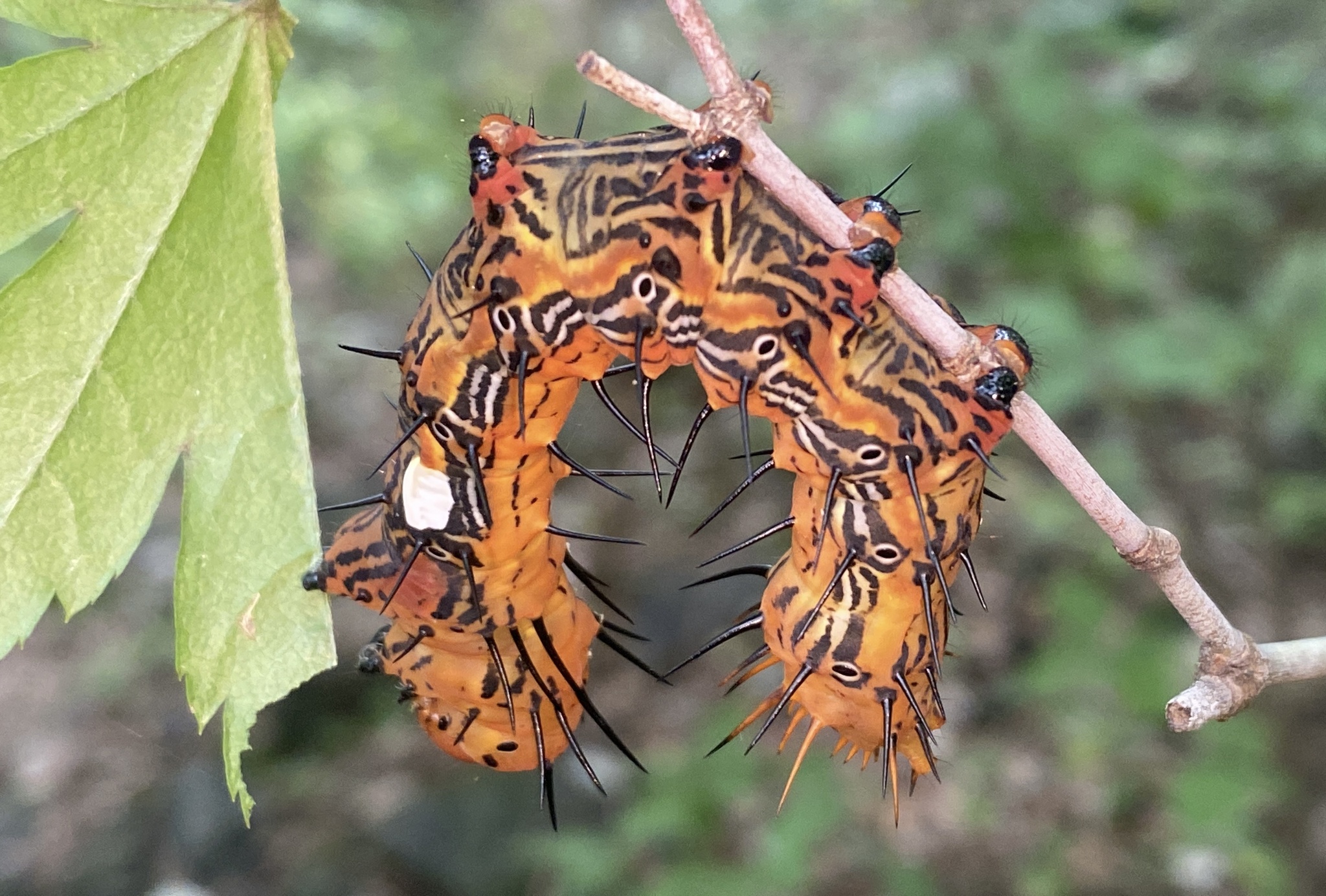 Dudusa sphingiformis Moore, 1872