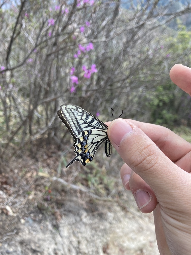 Chinese Yellow Swallowtail from 東剣坂町, 加西市, 兵庫県, JP on April 01, 2022 at ...