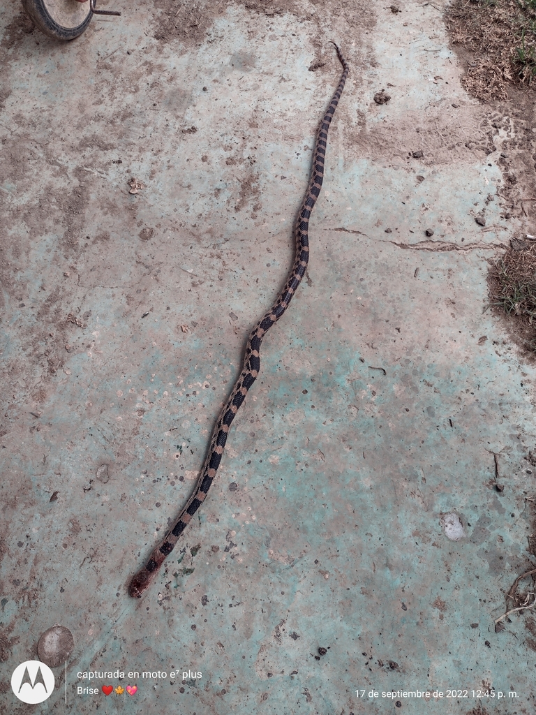 Mexican Bull Snake from Texocuixpan on September 17, 2022 at 12:50 PM ...