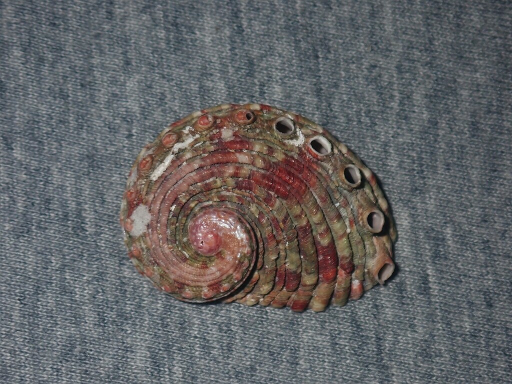 Brazier's ear shell from Hungry Head NSW 2455, Australia on September ...