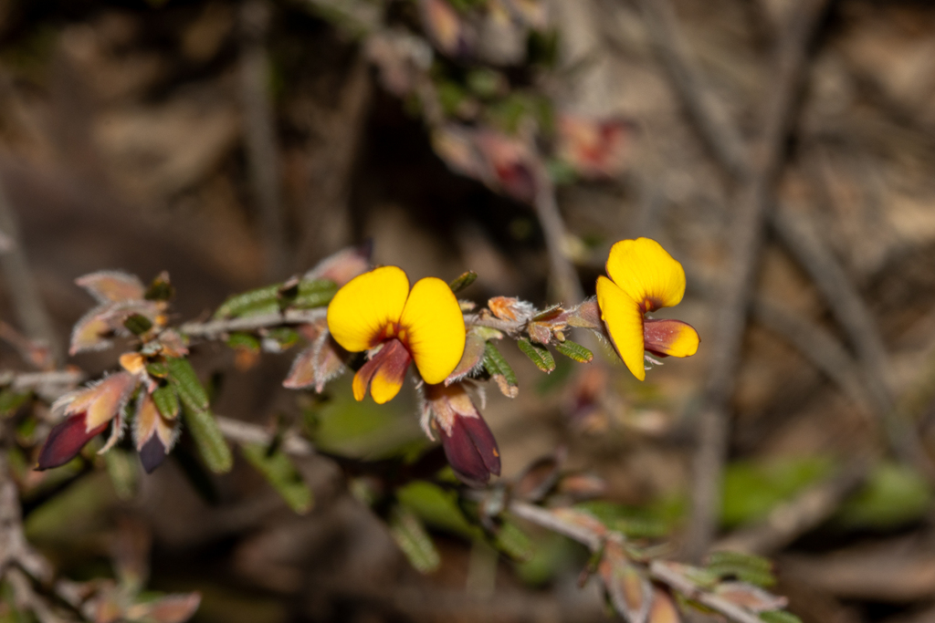 common brown pea (Bossiaea eriocarpa) - Botanical Realm