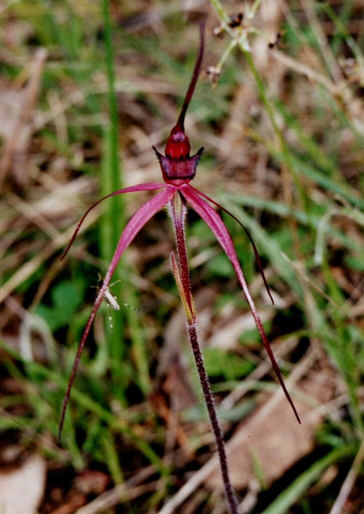Caladenia clavescens from Castlemaine VIC, Australia on September 29 ...