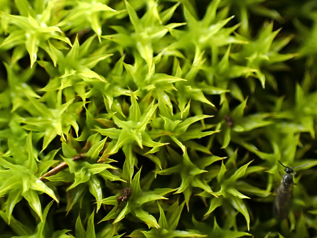 Barbula calycina from Sturt Gorge Recreation Park, SA, Australia on ...