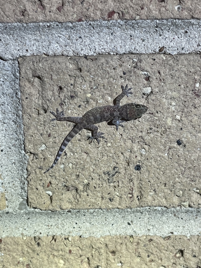 Mediterranean House Gecko from Waltrip High School, Houston, TX, US on ...
