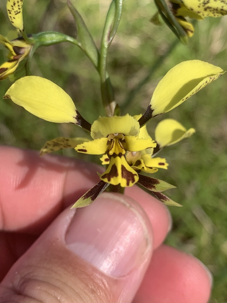 Double Tails from Spring Ridge Rd, Cobbora, NSW, AU on September 17 ...