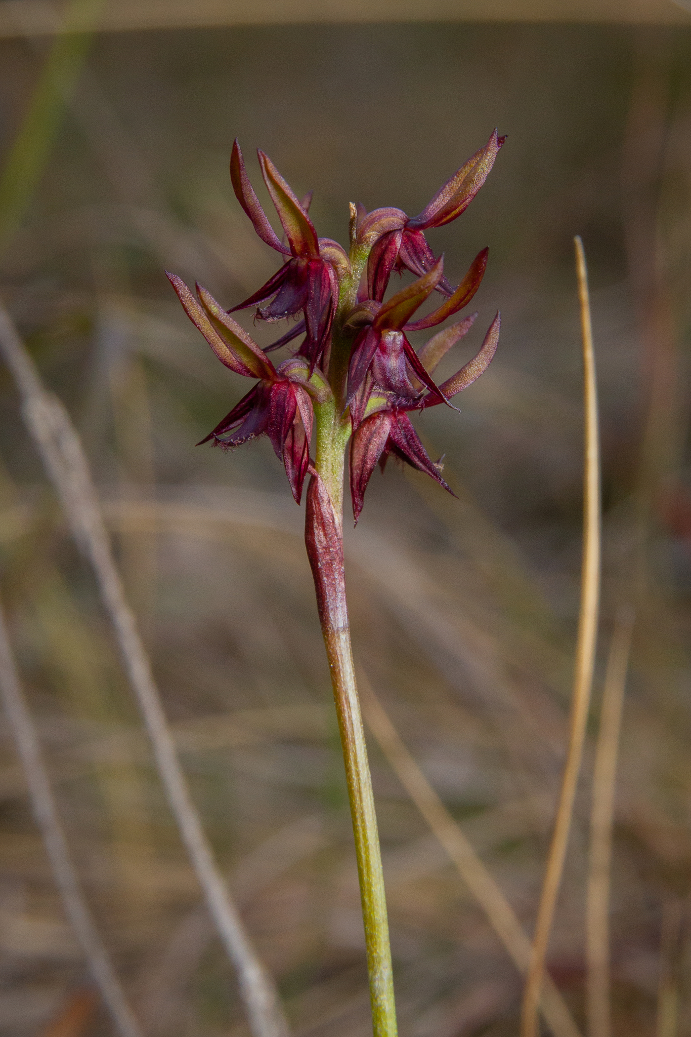 Genoplesium insigne D.L.Jones