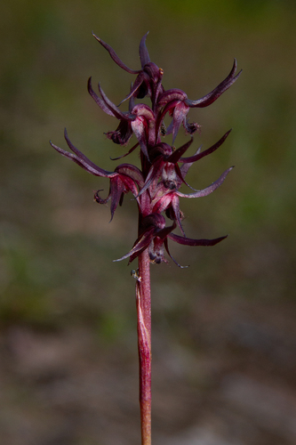 Genoplesium insigne · iNaturalist