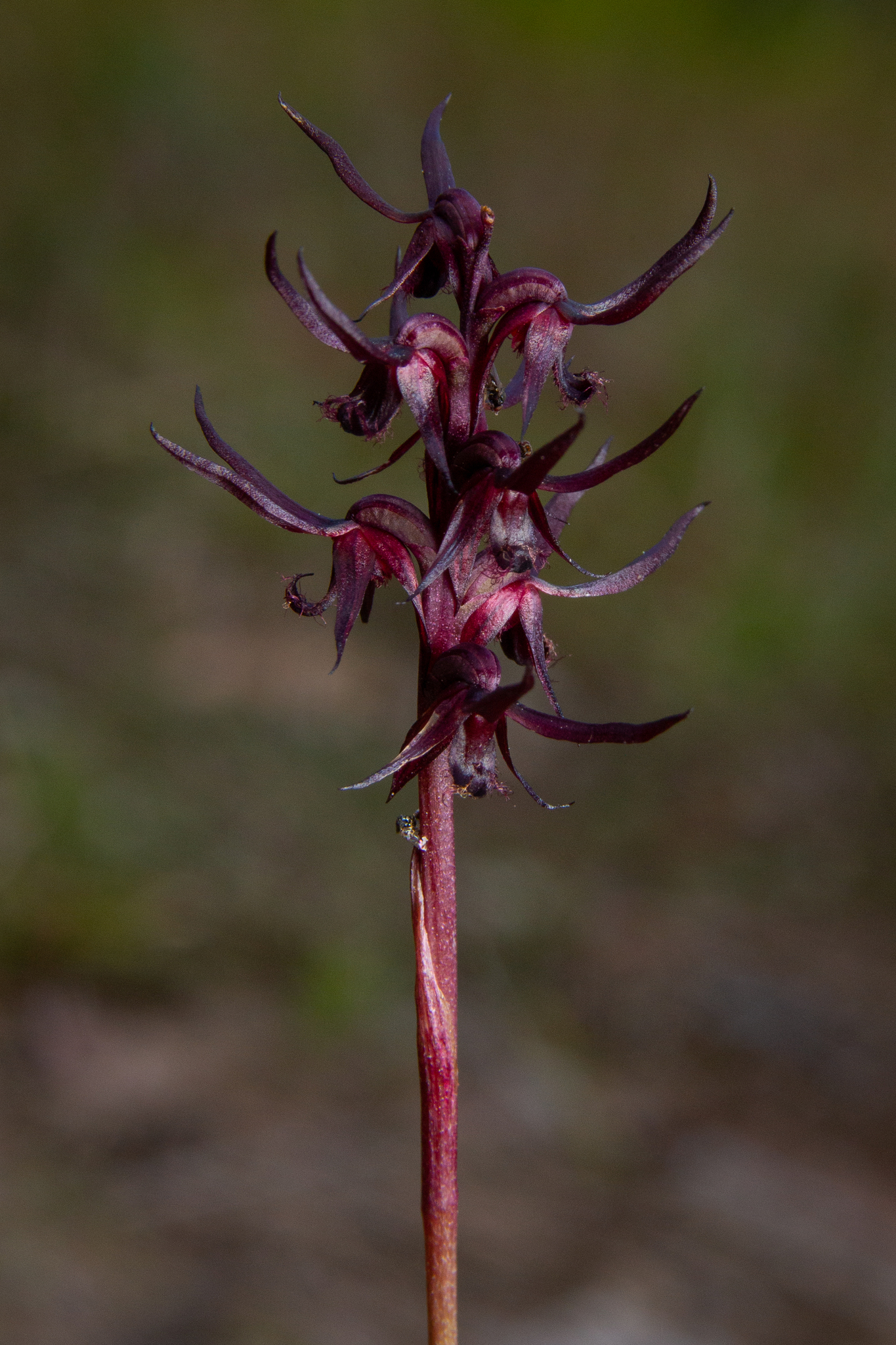 Genoplesium insigne D.L.Jones