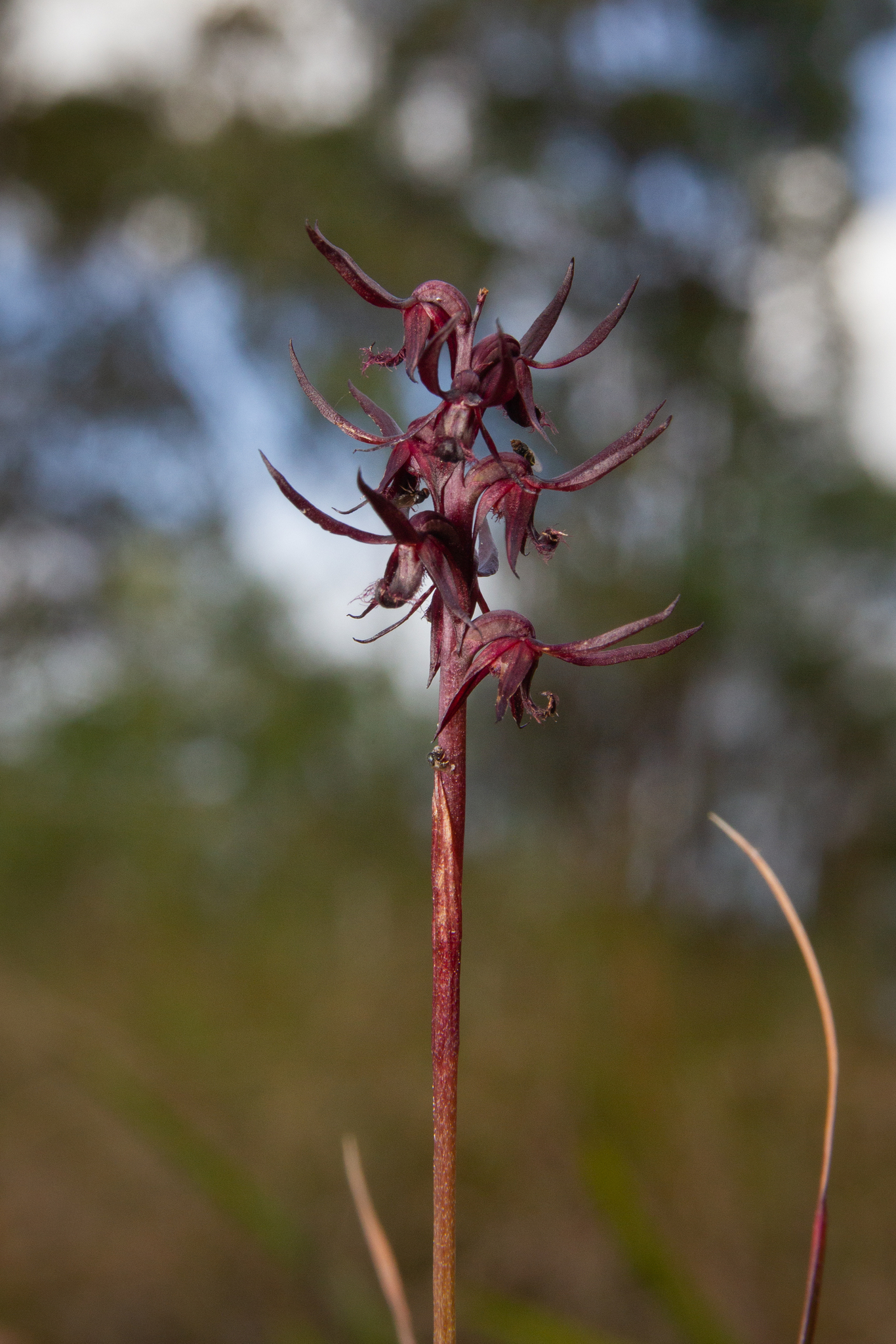 Genoplesium insigne D.L.Jones